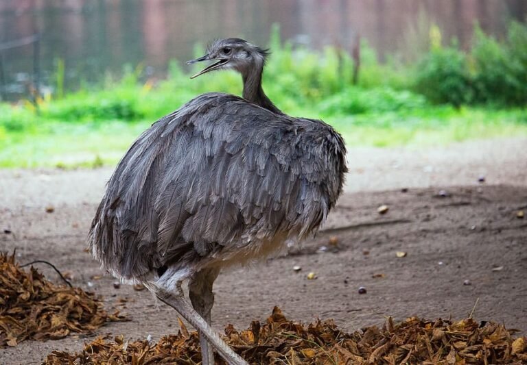 Why Some Birds Can’t Fly – The Surprising Science Behind Flightless ...